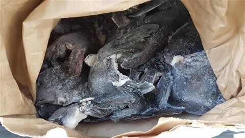 Black Cod Collar 30lb