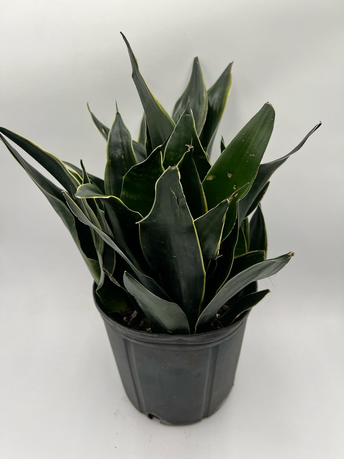 Sansevieria Trifasciata ‘Fabi Superba’ 10”