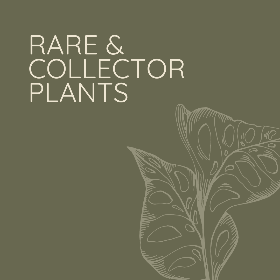 Rare & Collector Plants - Unique Indoor Varieties