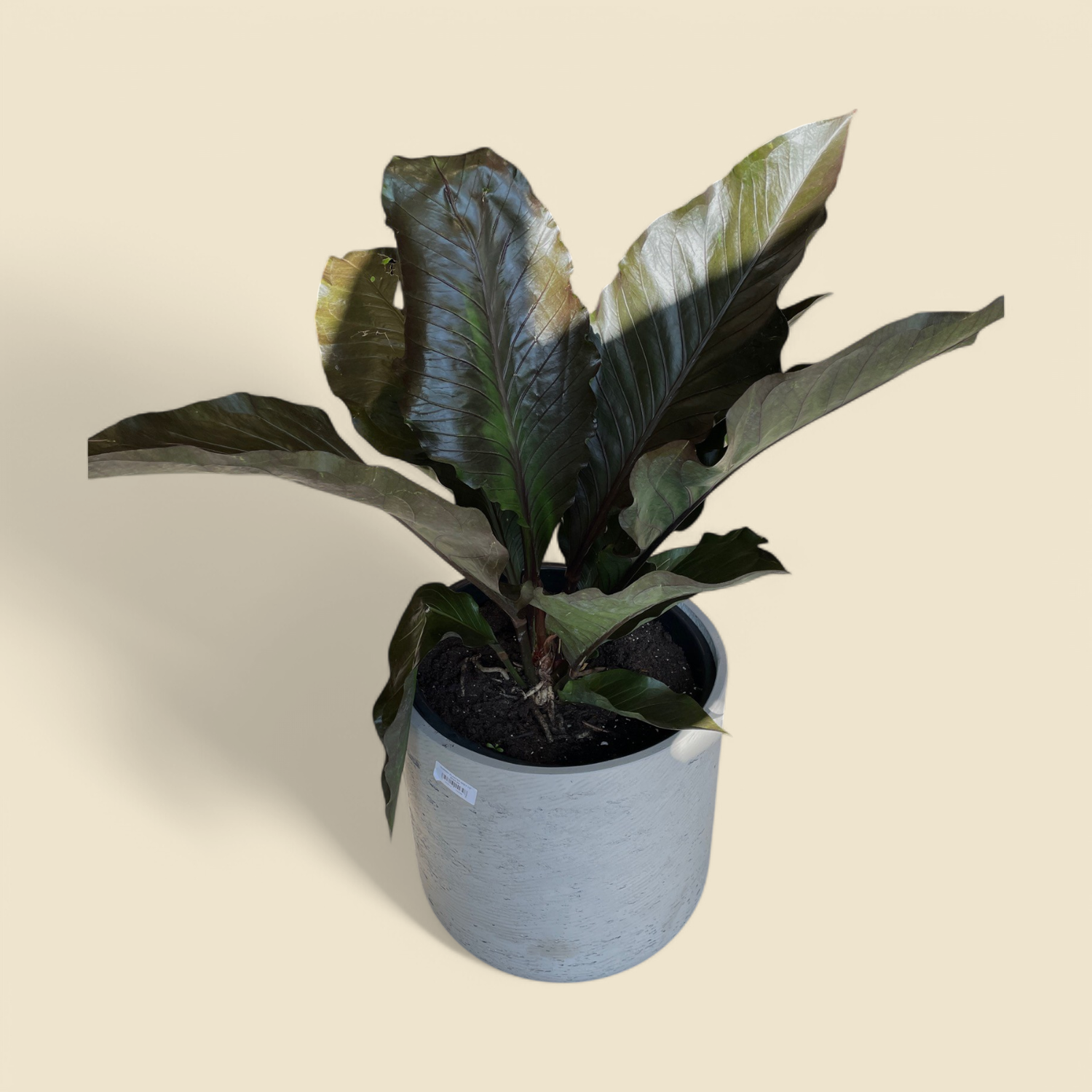 Anthurium ‘Big Red Bird’ 10” – Bold & Lush Foliage Plant in Stony Plain, AB