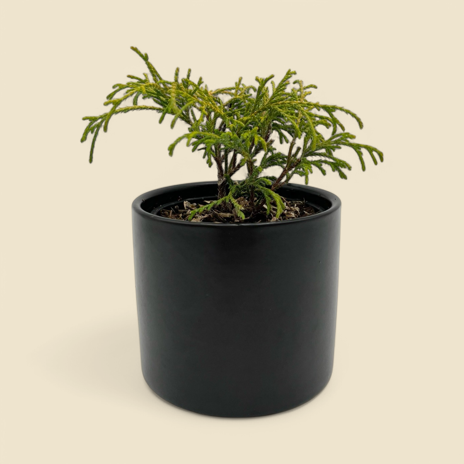 Chamaecyparis Pisifera ‘Aureovariegata’ 4” – Golden Threadleaf Cypress ...