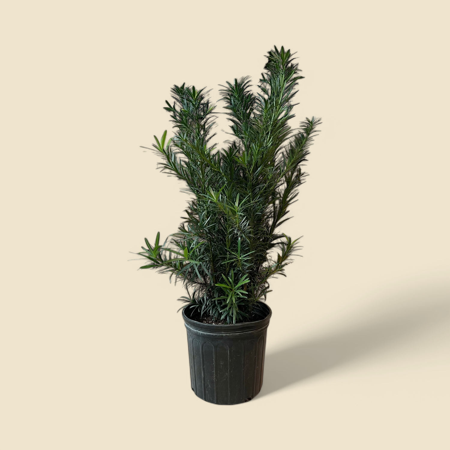 Podocarpus Macrophyllus ‘Maki’ (Buddhist Pine) 3 Gal