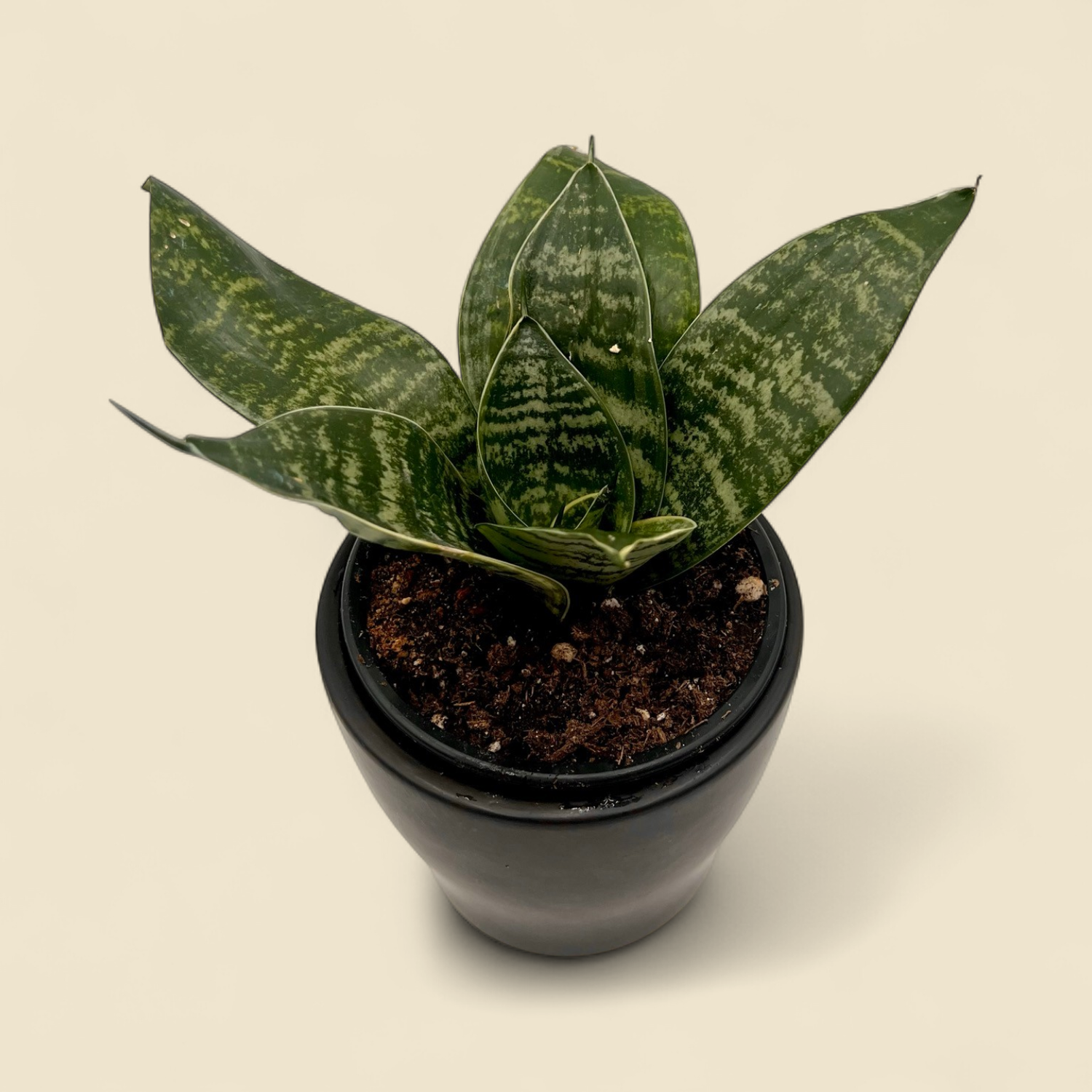 SANSEVIERIA TRIFASCIATA ‘GREEN HAHNII’ (bird’s nest snake plant) 4”