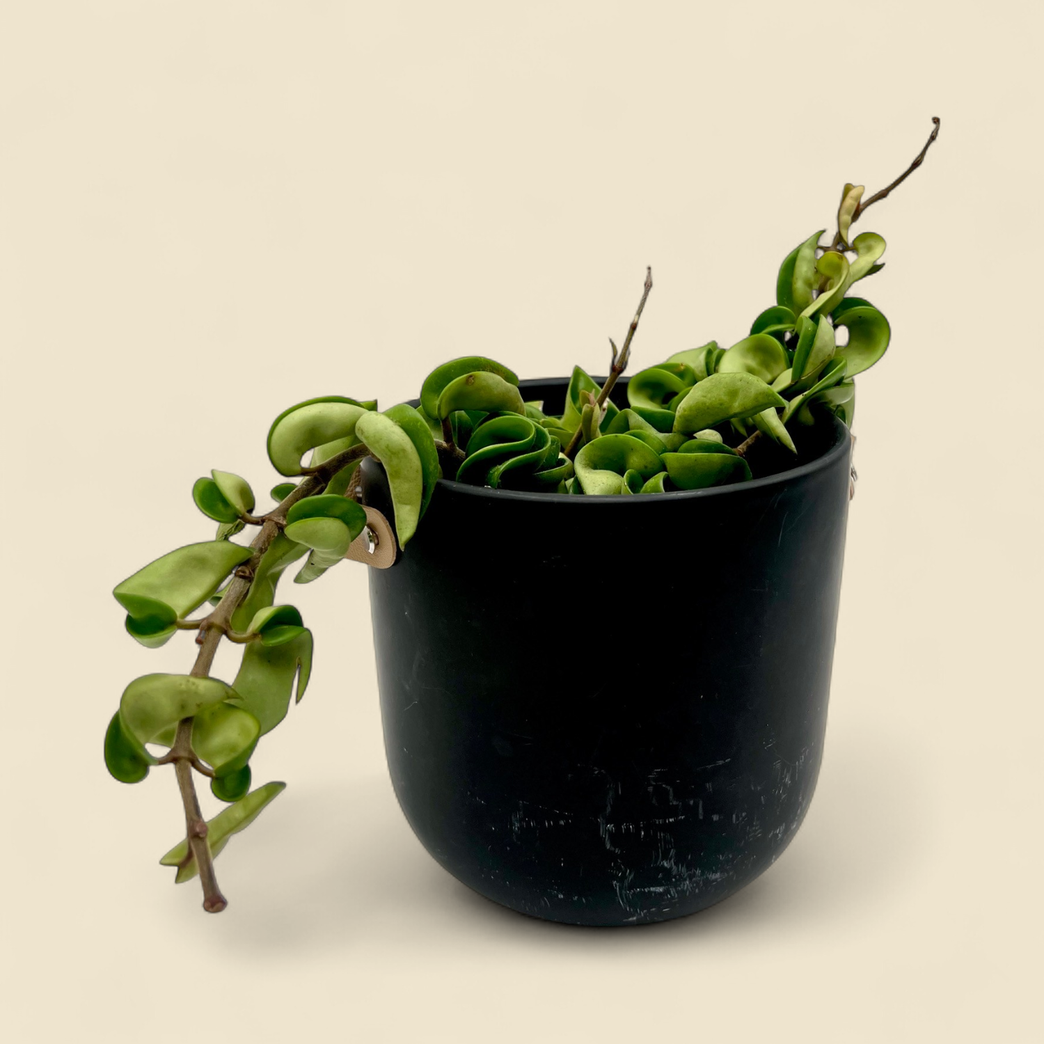 Hoya carnosa 'Compacta' (Green Hindu Rope Hoya) 6"