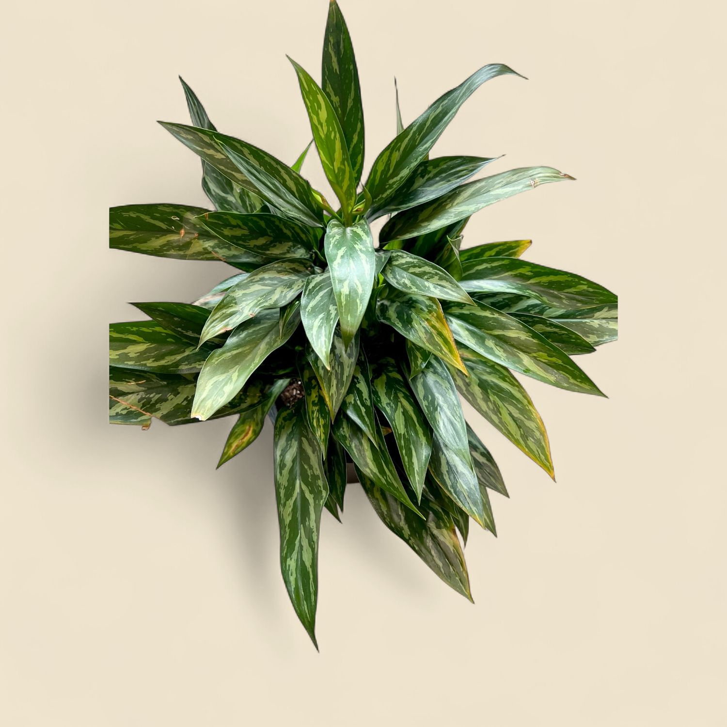 Aglaonema 'Tigress' (Chinese evergreen) 10"