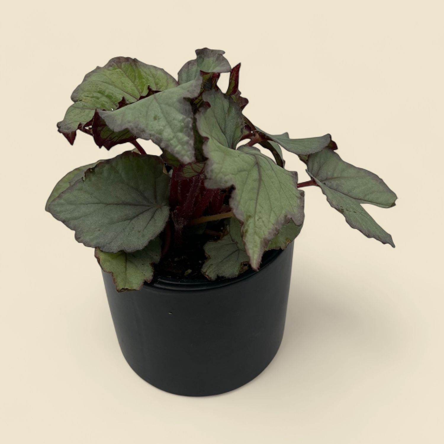 Begonia Silver Limbo 4"