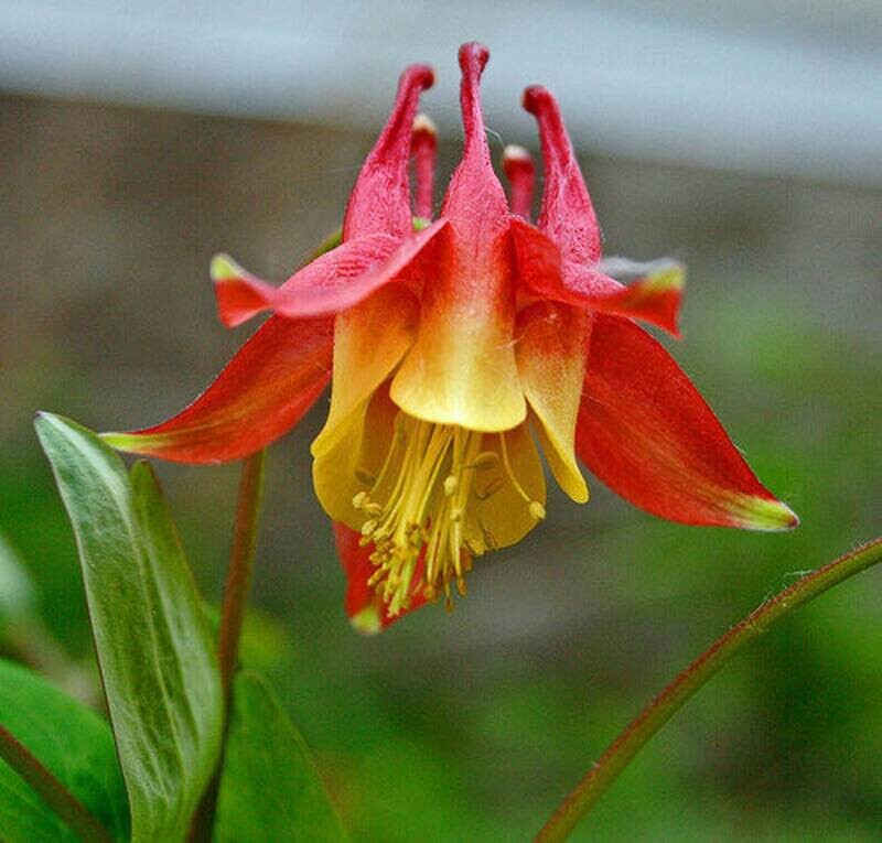 Red Columbine
