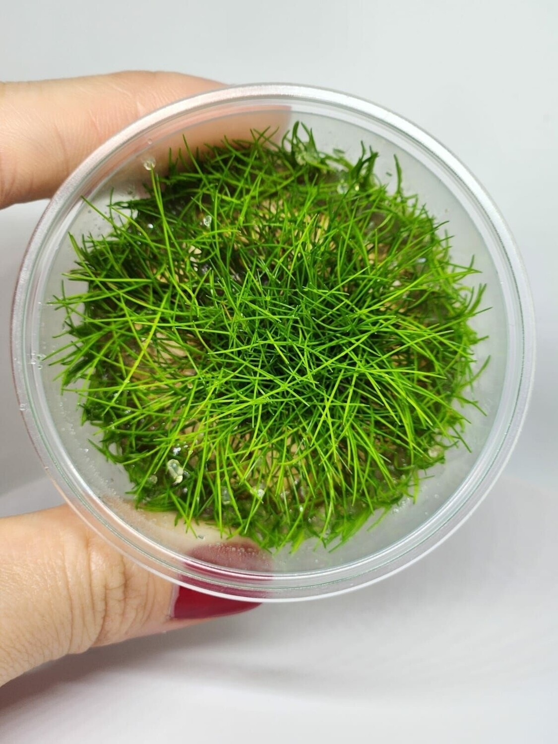 Eleocharis parvula mini