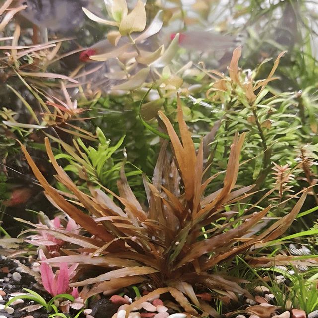 Cryptocoryne axelrodi IN VITRO JAR