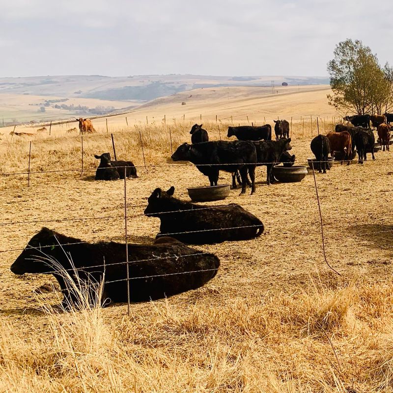 F1 Angus - Beef Mince (500g)