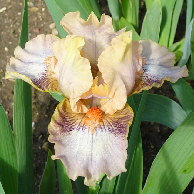 Starshot – Iris Catalog