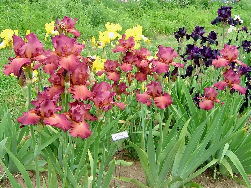 Iris Catalog