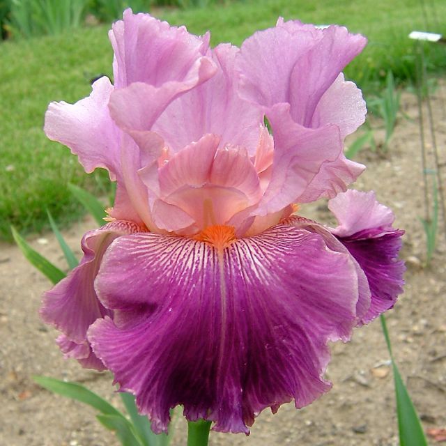 Sassy Girl Iris Catalog