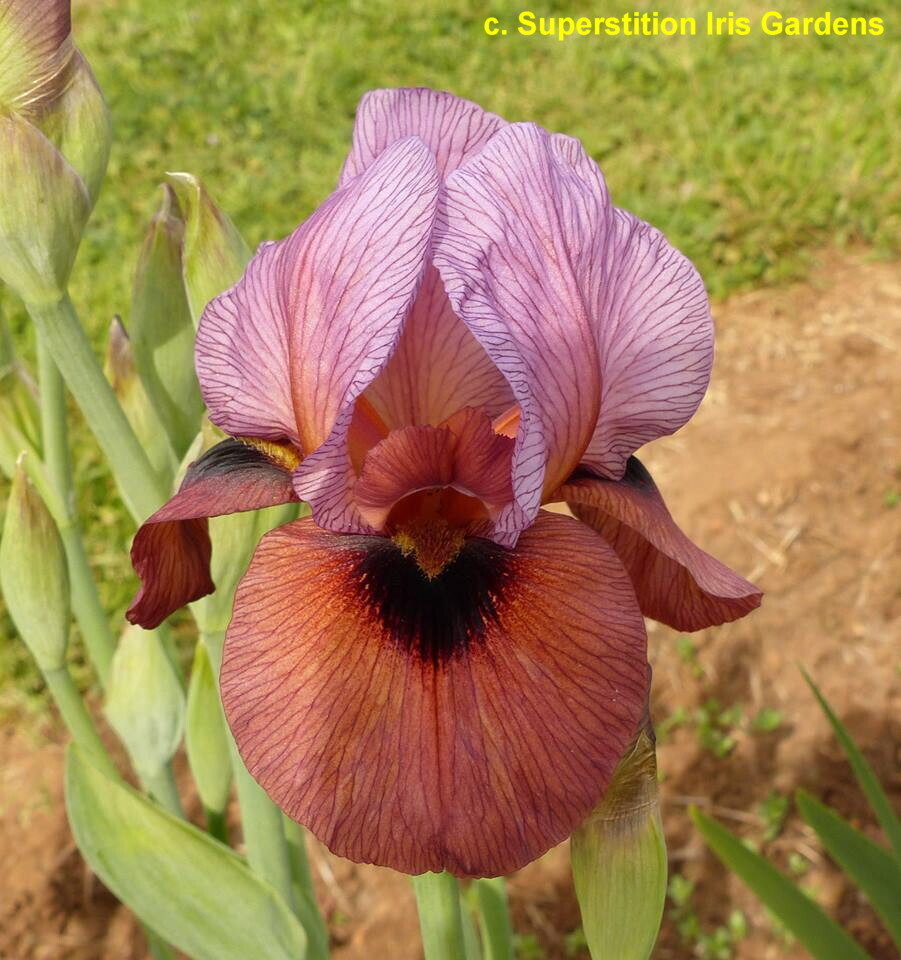 All Iris A-Z – Iris Catalog