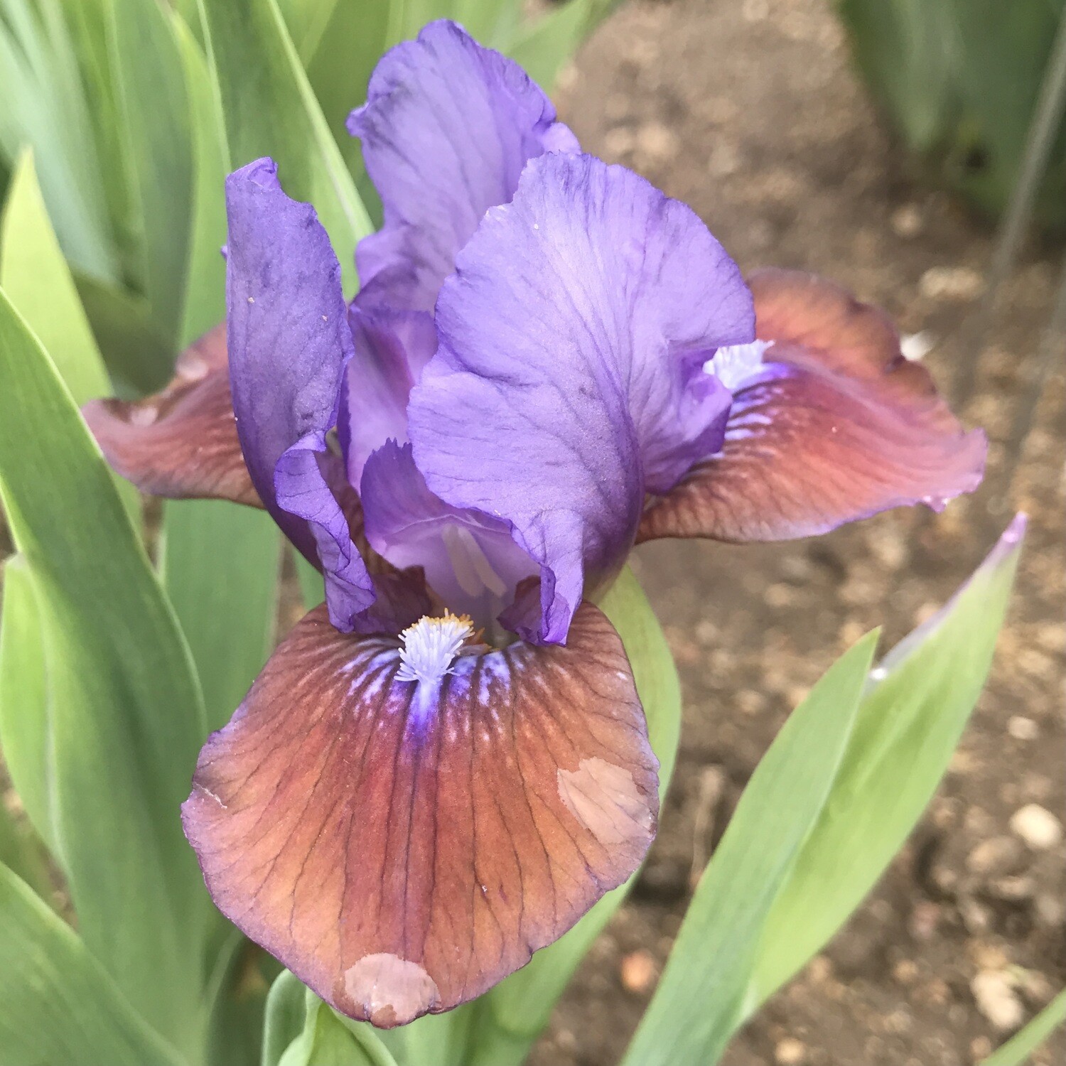 Iris Catalog