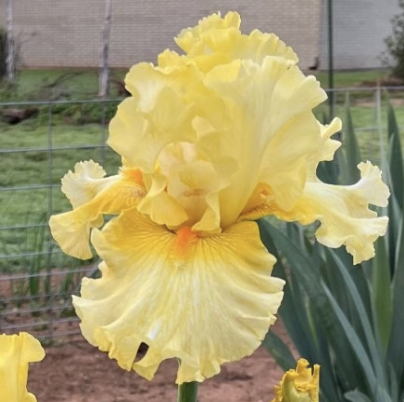 Reason To Smile Iris Catalog