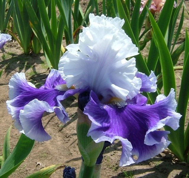 All Iris A-Z – Iris Catalog