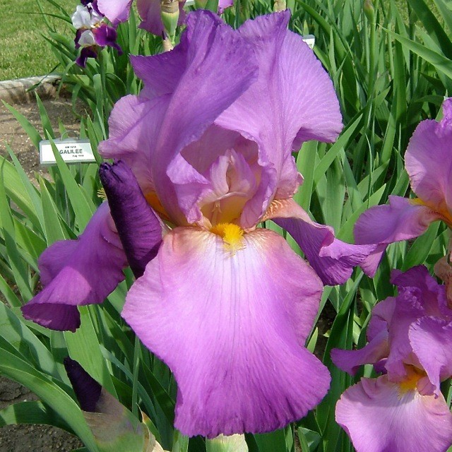 All Iris A-Z – Iris Catalog