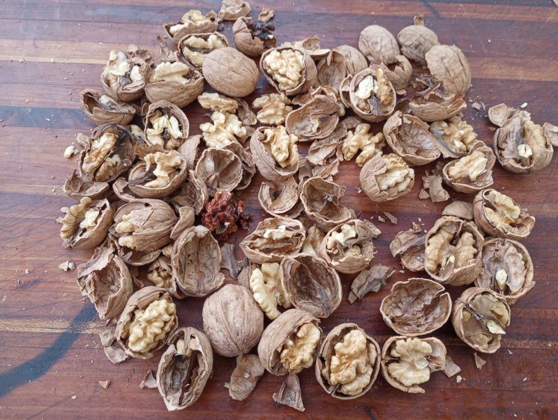 18 lb In Shell CHANDLER Walnuts | Unbleached Field/Huller/Drier Run ...