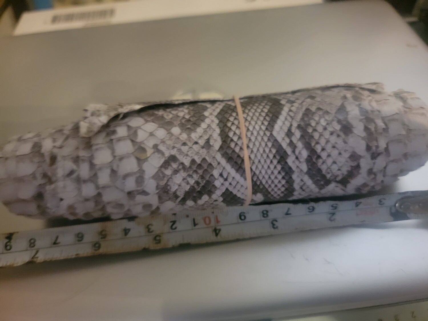 Python Wildman - The Defender of the Everglades | Savin' the Glades one ...