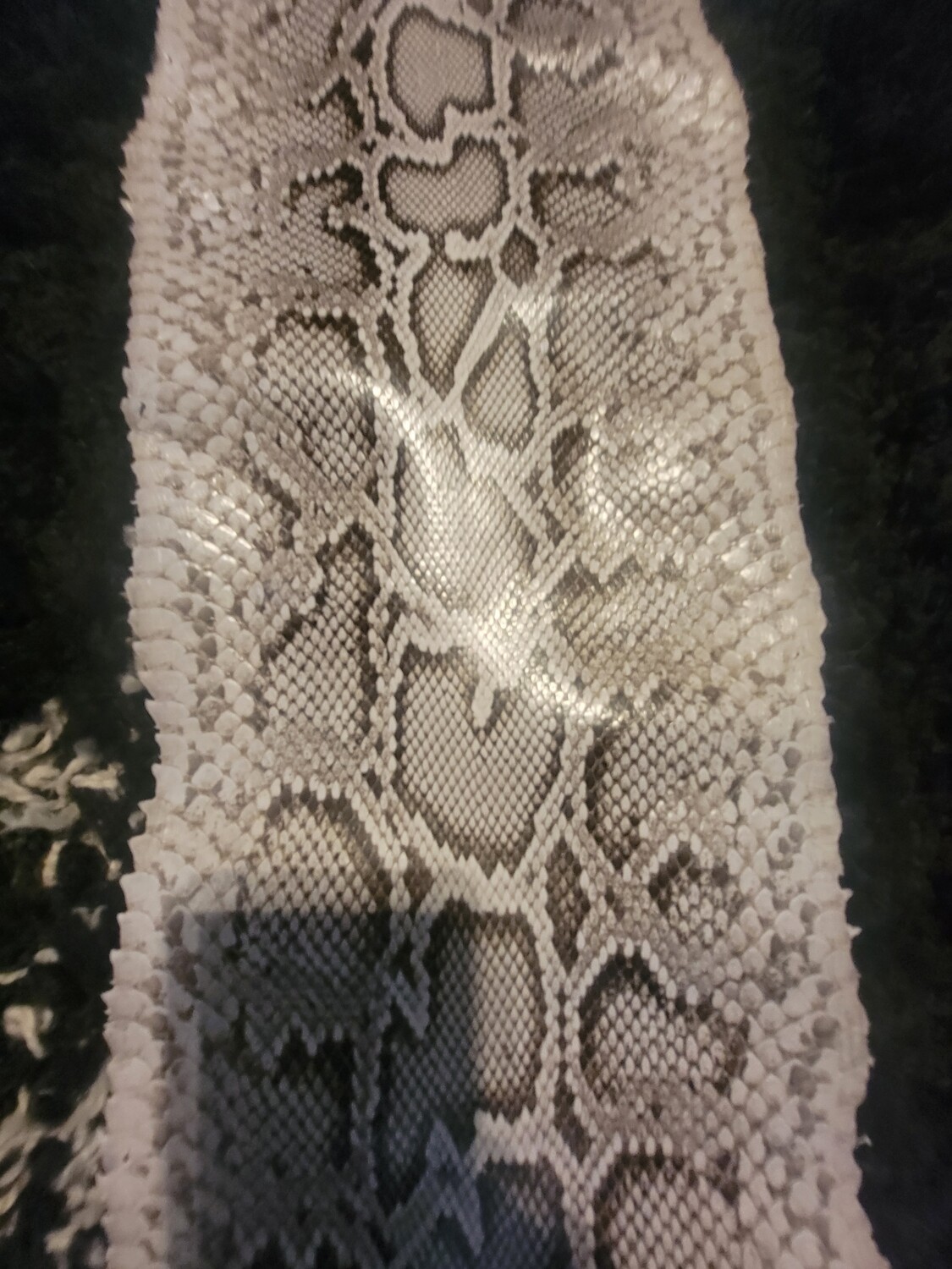 Python Wildman - The Defender of the Everglades | Savin' the Glades one ...