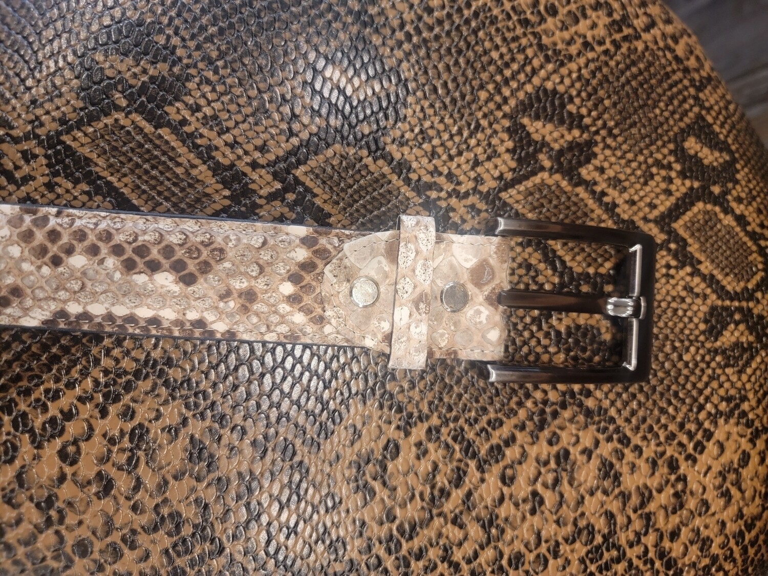 Python Wildman - The Defender of the Everglades | Savin' the Glades one ...