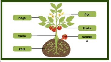 Parts of a Plant in Spanish Partes de una Planta en Español – Store – E ...