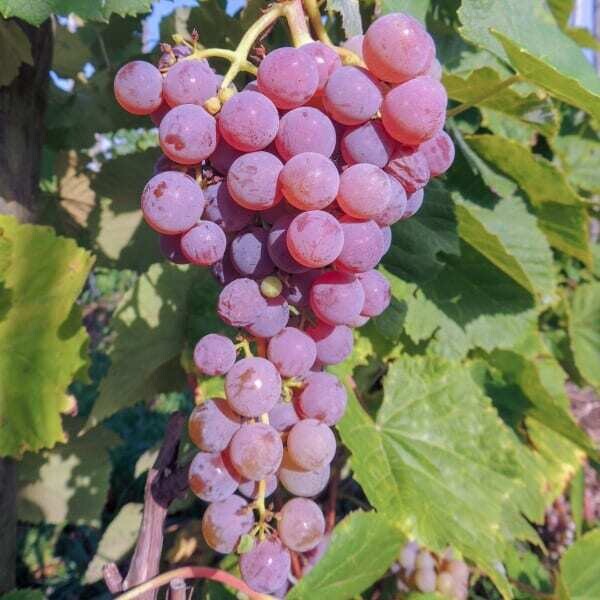 Vita de vie Vitis Reliance C2