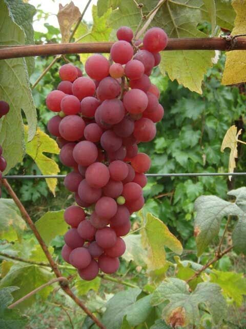 Vita de vie Vitis Canadice C2