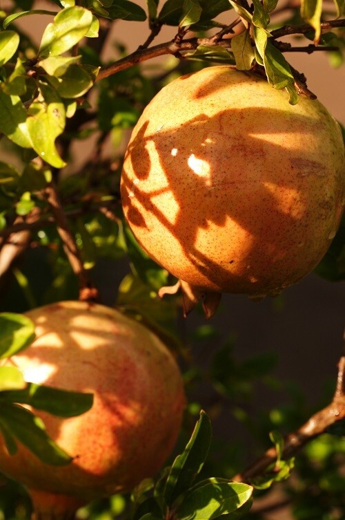 Rodiu Punica granatum Mollar de Elche C2