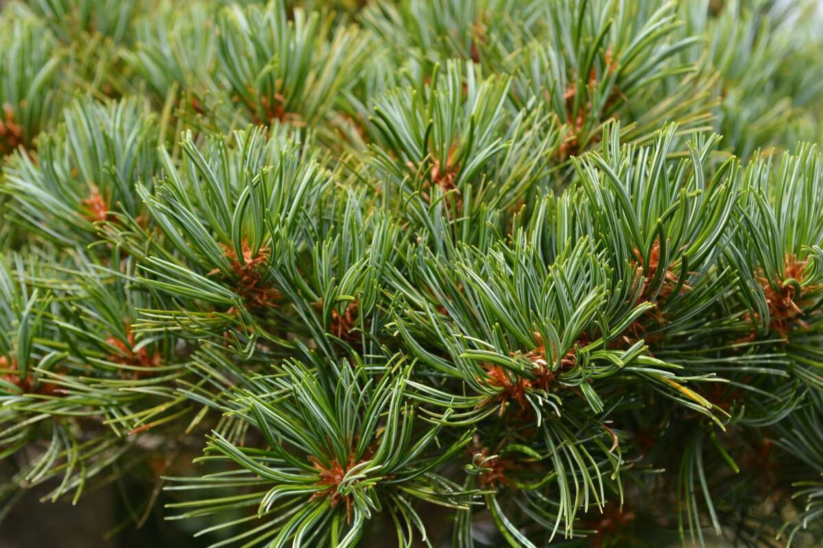 Pin alb japonez Pinus parviflora Venus C20 220cm+