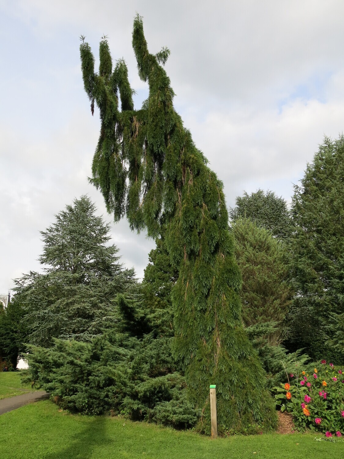 Chiparos Nootka Cupressus nootkatensis Pendula C10 150cm+