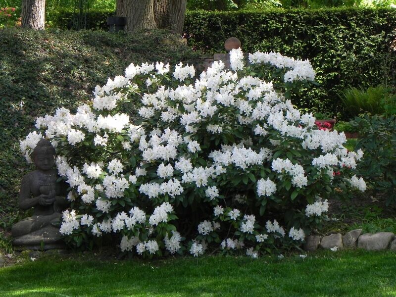 Rhododendron