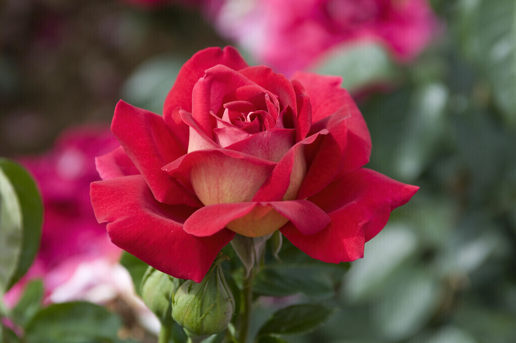 Trandafir teahibrid Rosa Kronenbourg RA