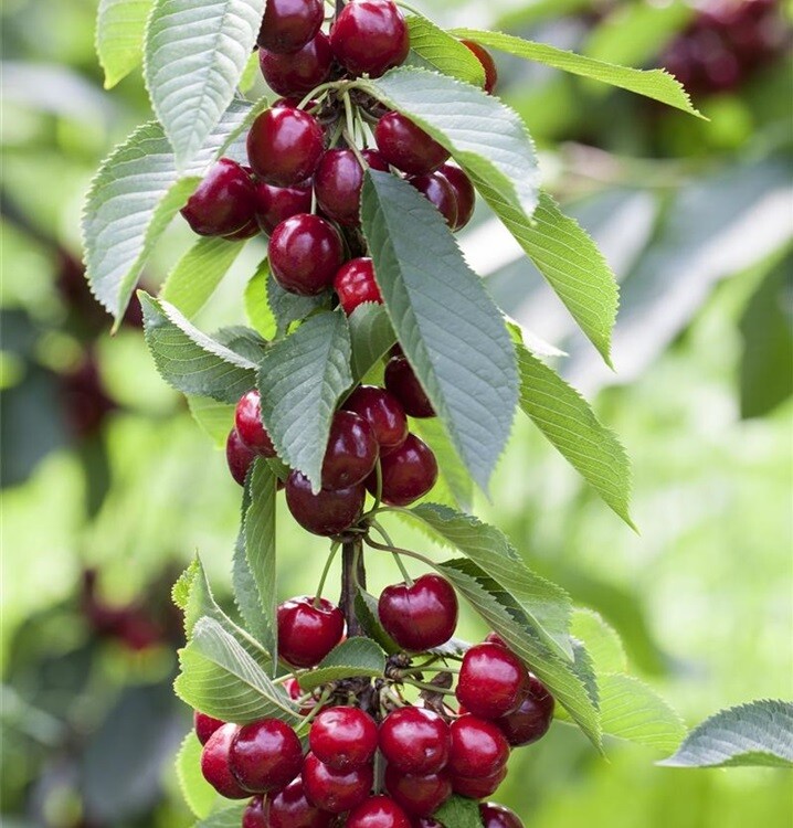 Cires columnar Prunus avium Victoria RN