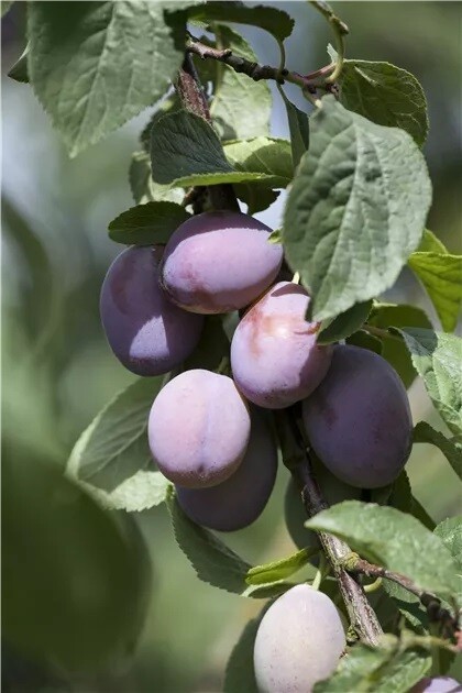 Prun columnar Prunus domestica Imperial RA