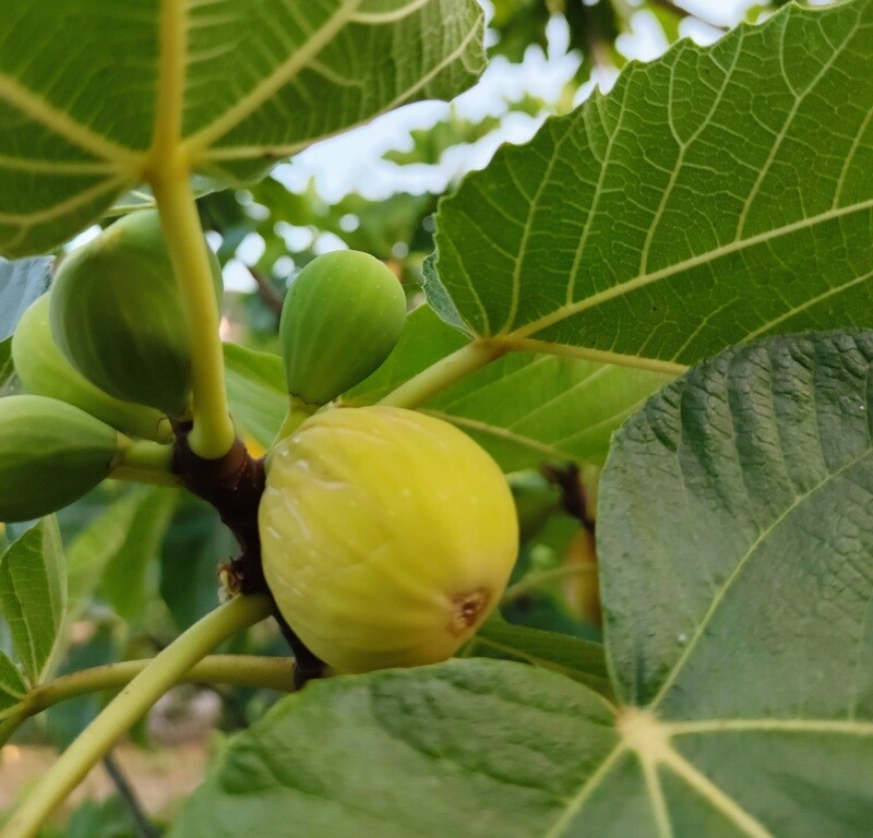 Smochin Ficus carica Bianco del Cilento C3