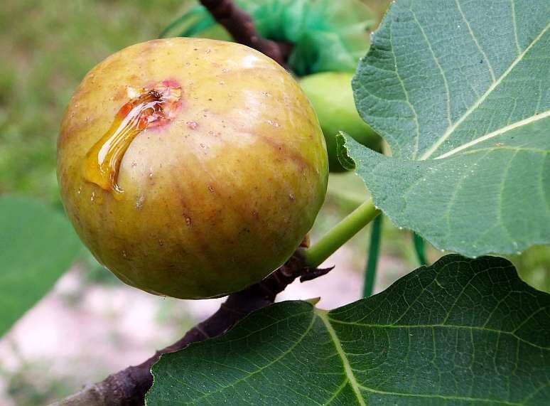 Smochin Ficus carica Alma C3