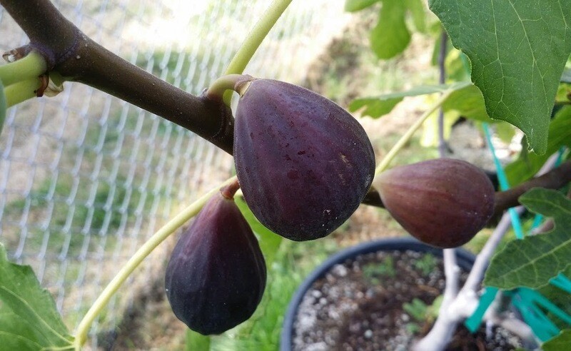 Smochin Ficus carica Takoma Violet C3