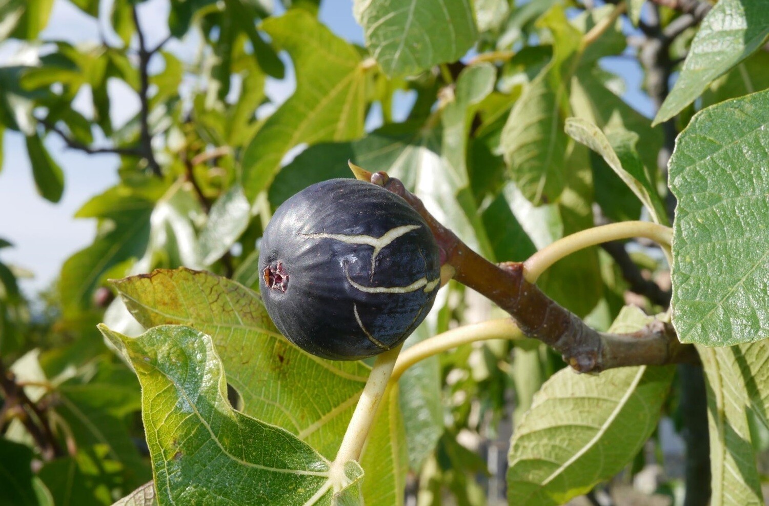 Smochin Ficus carica Ronde de Bordeaux C2