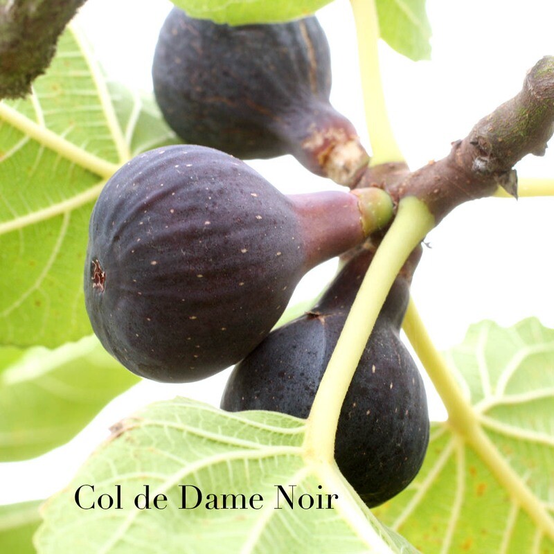 Smochin Ficus carica Col de Dame Noir C0.5