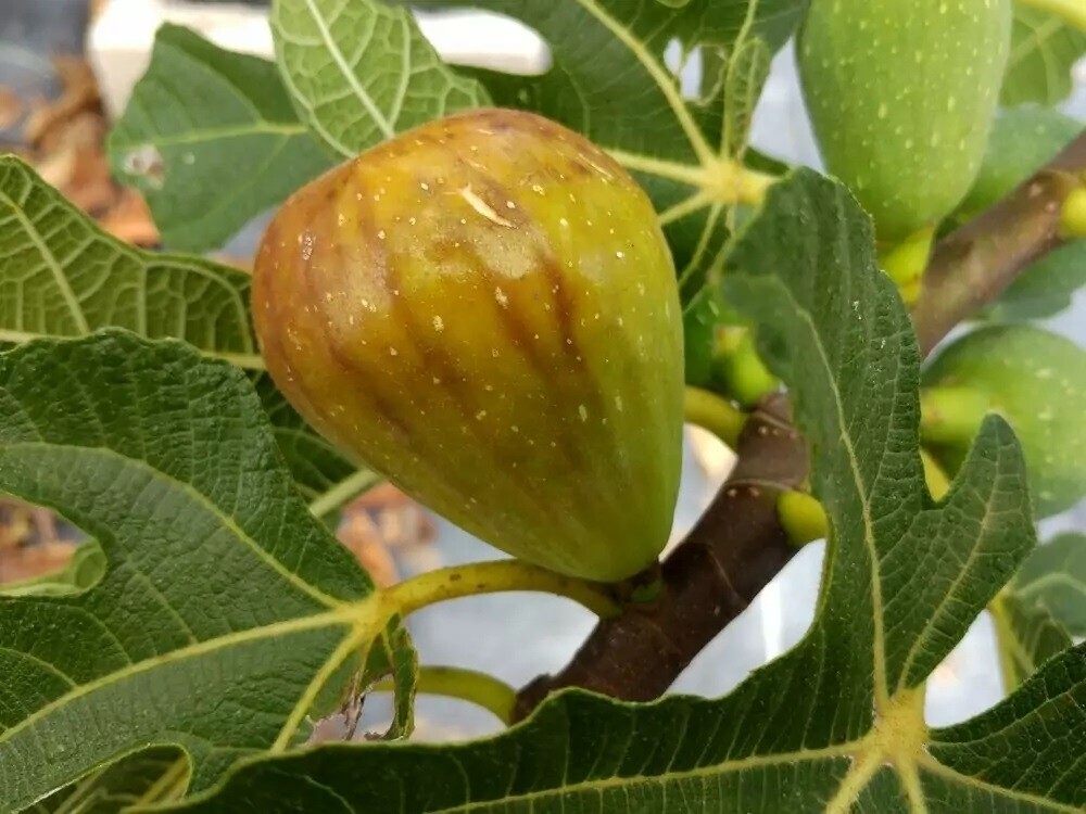 Smochin Ficus carica Goutte d'Or (Doree) C5