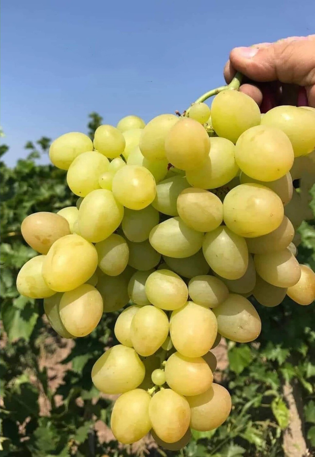 Vie de masa Vitis vinifera Arkadia RN