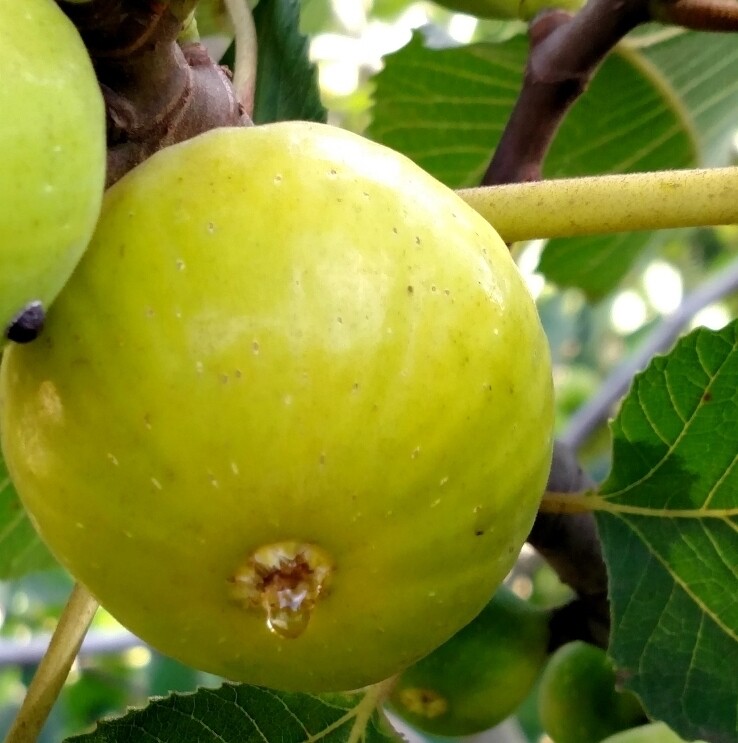 Smochin Ficus carica Dottato C2