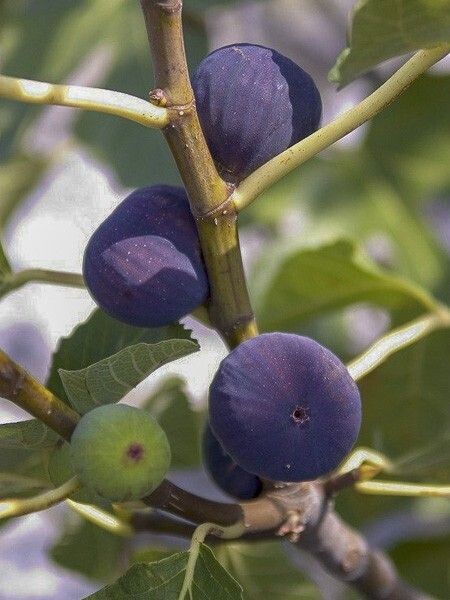 Smochin Ficus carica Violette de Normandie C5