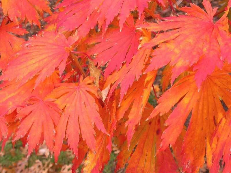 Artar japonez Acer japonicum Aconitifolium C2