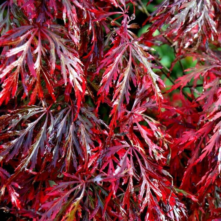 Artar japonez Acer palmatum Firecracker C2