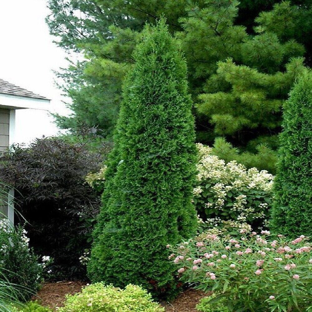 Tuia Thuja occidentalis Smaragd 120-140 BB