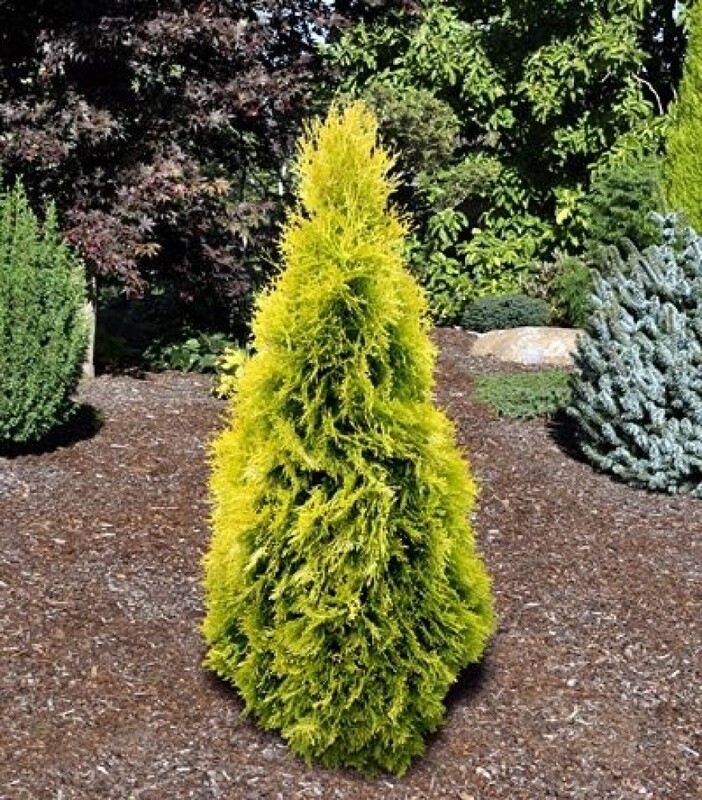 Tuia Thuja occidentalis Golden Smaragd 60-80 BB