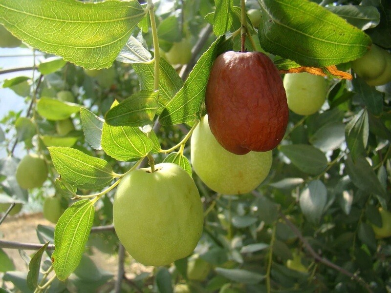 Curmal chinezesc Ziziphus jujuba Dongzao C1